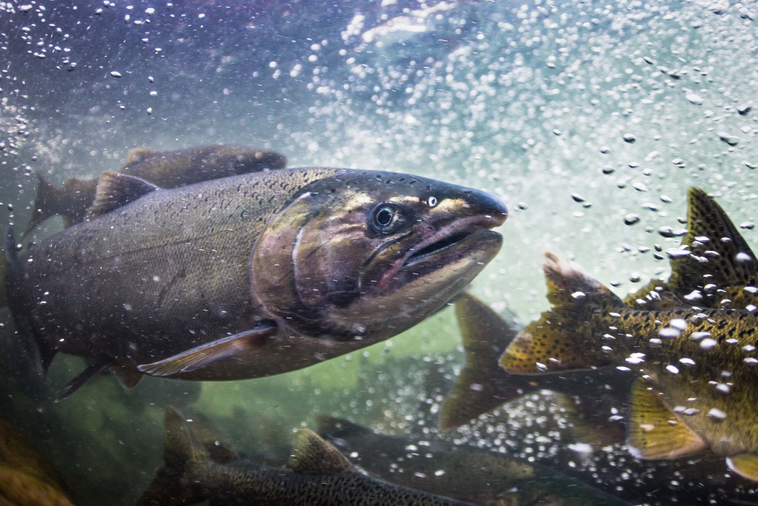 How to do more - Wild Salmon Action Team